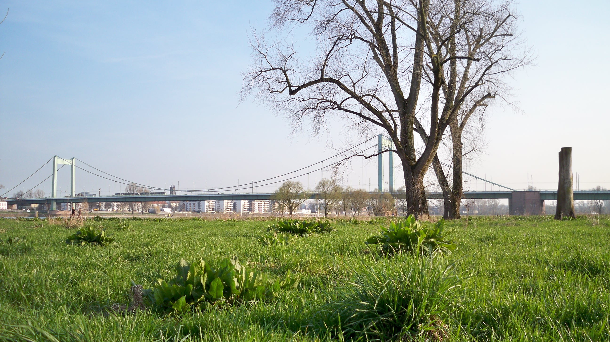 Schafherde am Rheinufer in Köln | Was ist los in NRW?